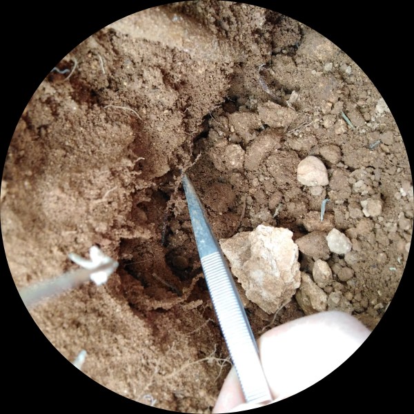 Detalle raiz trufera | Cultivo Trufa